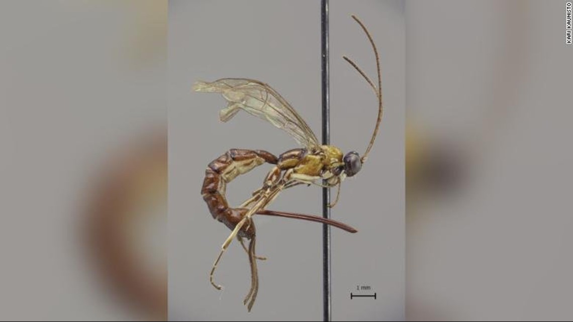 Newly Discovered Wasp Species Has Frighteningly Large Stinger | wnep.com