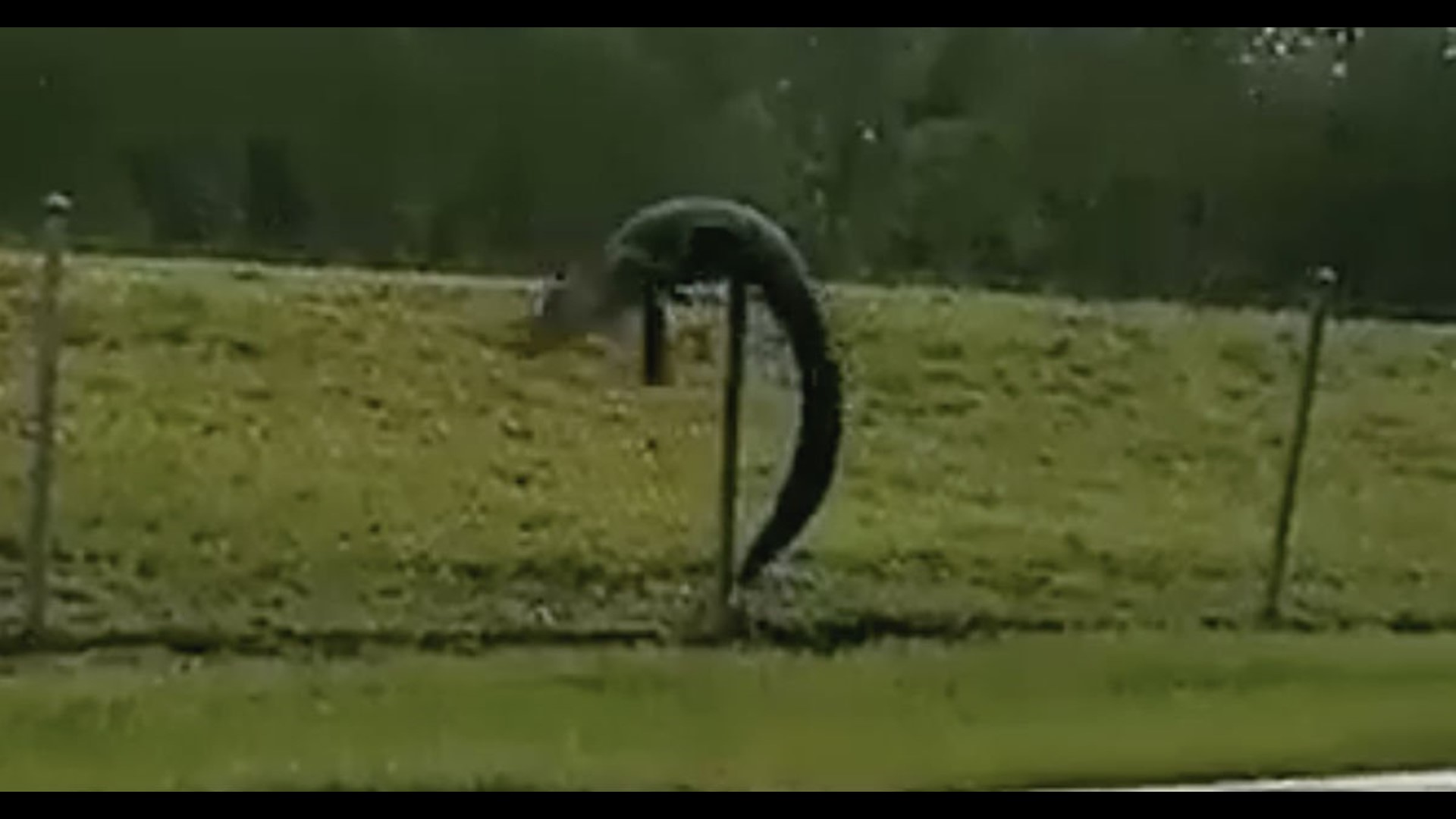 Alligators Caught Climbing Fences and Swimming Across Roads in Florida ...