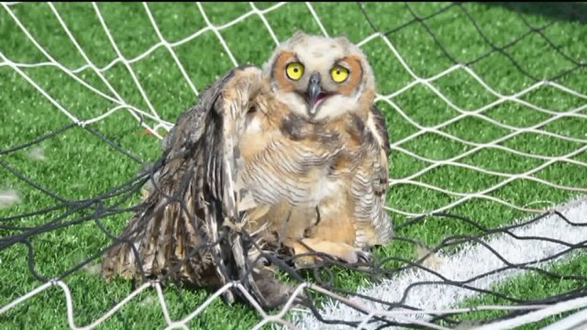 Baby Owl Caught in Soccer Net | wnep.com