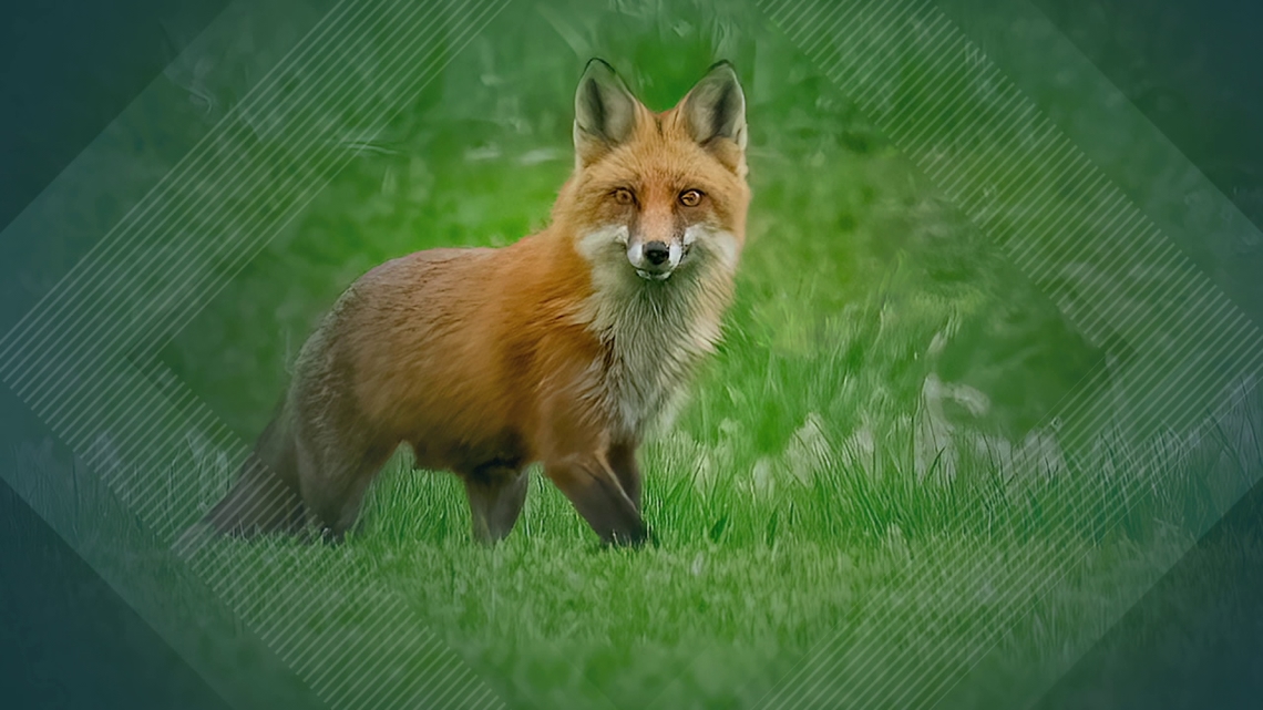 Pennsylvania State Police capture potentially rabid fox in Snyder ...