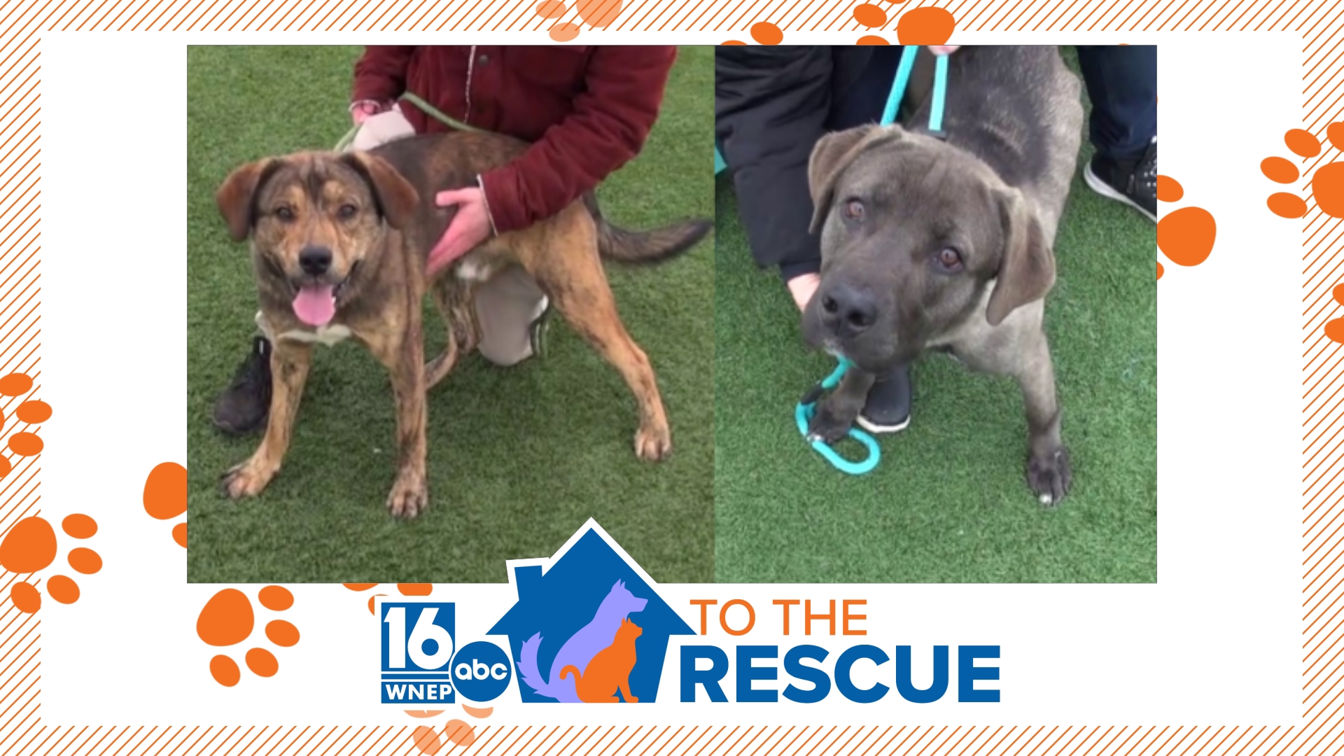 16 To The Rescue: Griffin Ponds' Michael and Sonny | wnep.com