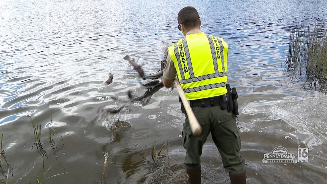 Fall Trout Stocking | wnep.com