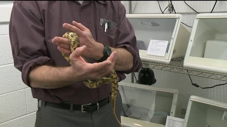 ESU Professor Tackles Rattlesnake Research | wnep.com