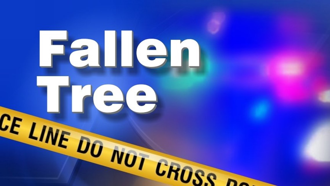 Man Killed While Cutting Down Tree in Luzerne County | wnep.com