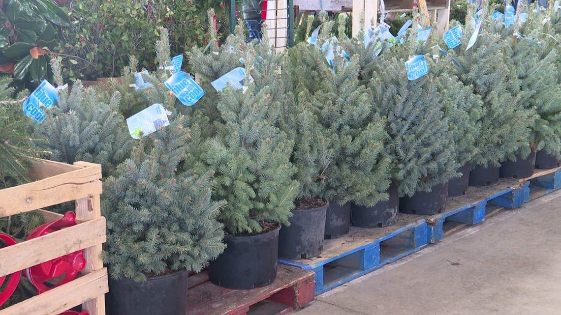 'Largest Christmas tree auction in the world' taking place in Union ...