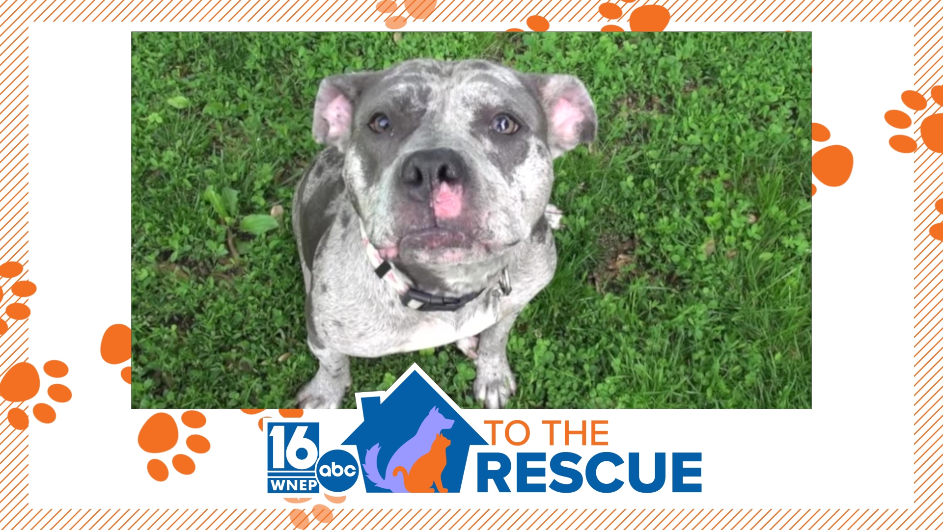 Meet Aja | 16 To The Rescue | wnep.com
