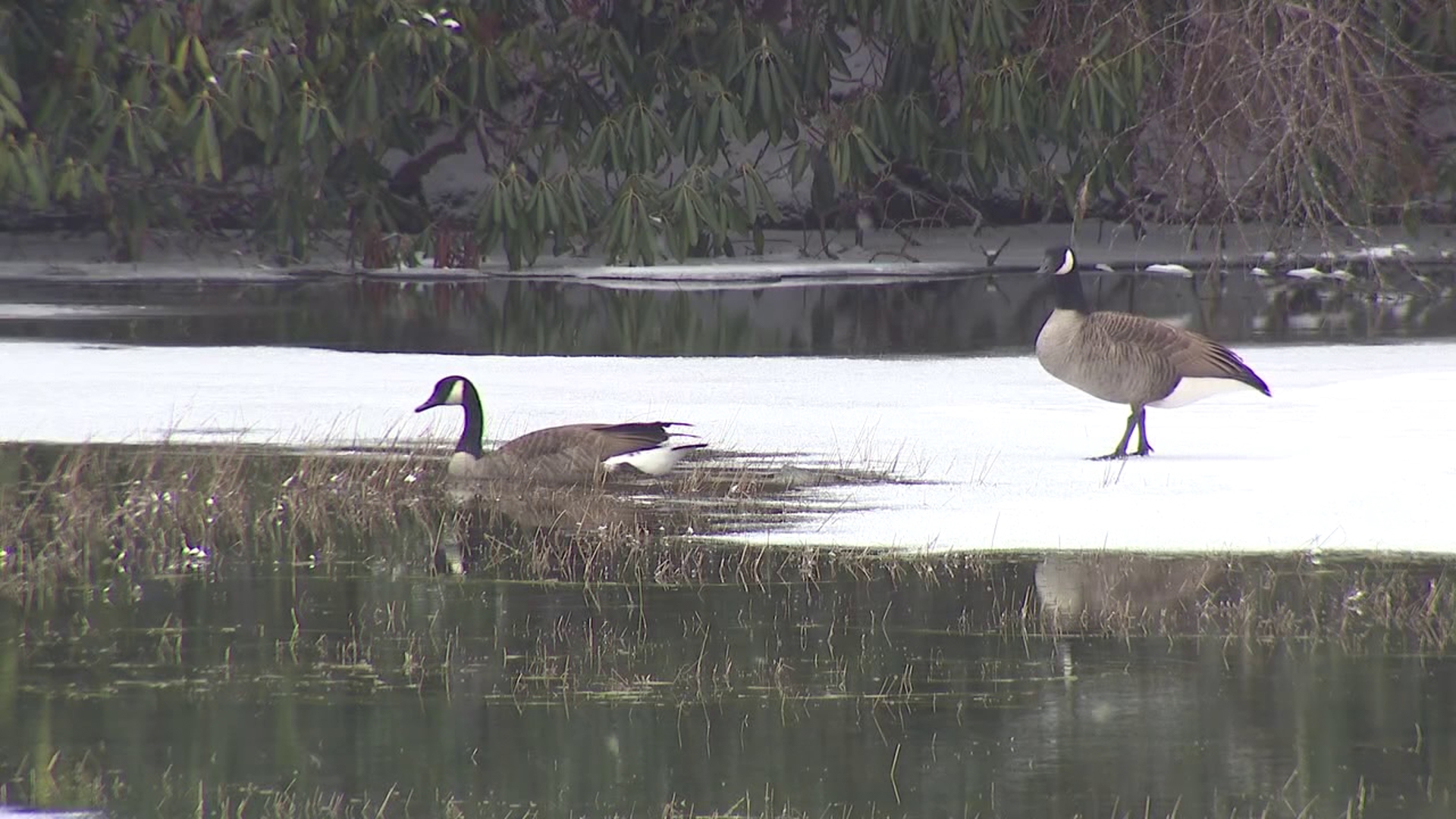 Game Commission discusses bird flu spread in Pennsylvania | wnep.com