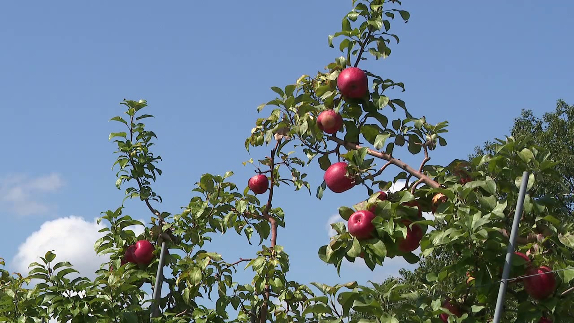 Apple picking season underway at Green's Fruit Farm near Elysburg ...