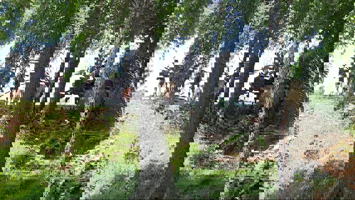 Explore the Wildlife Park at Penns Cave | wnep.com