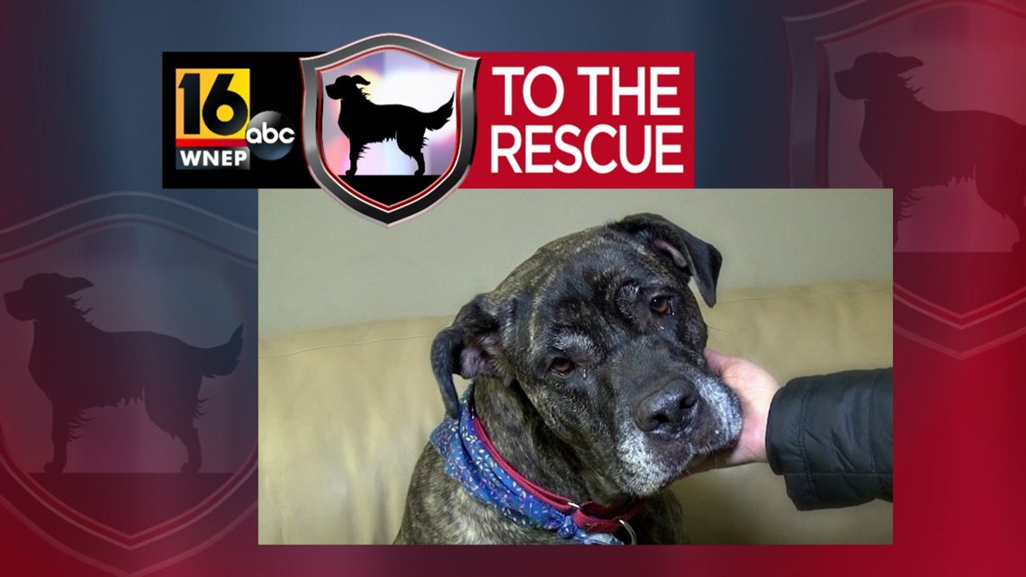 16 To The Rescue: Remy | wnep.com