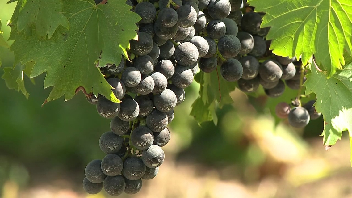 Shade Mountain Winery busy harvesting grapes after challenging season ...