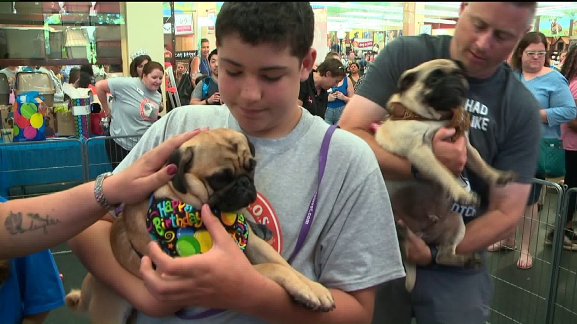 Boy With Autism Surprised With Hundreds of Pugs at Birthday Party ...