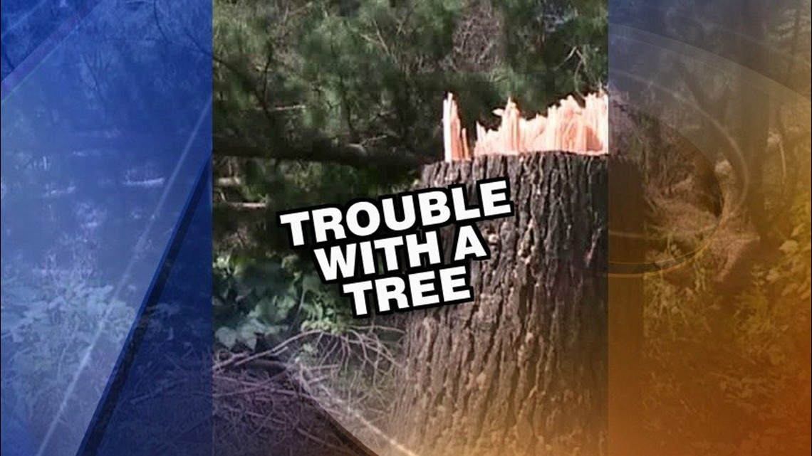 House Condemned, Neighbor Beaten with Bat in Ongoing Tree Dispute ...