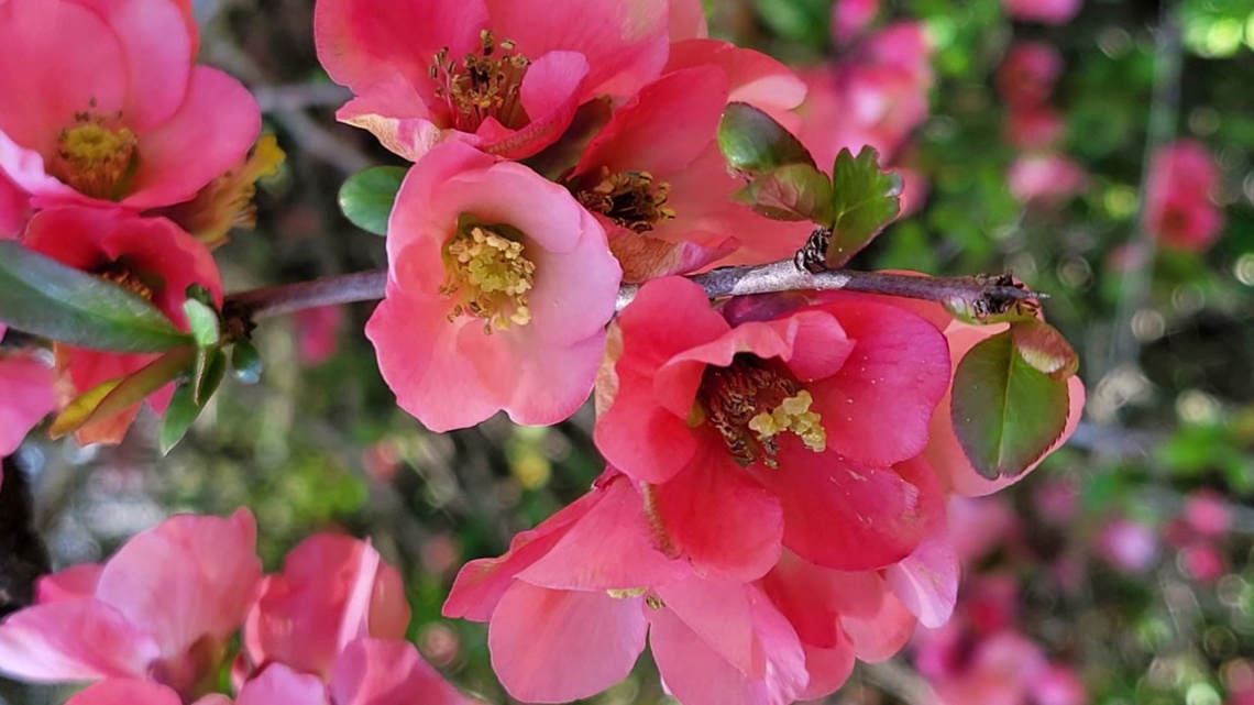 PhotoLink Library: Words from spring with Mike Stevens | wnep.com