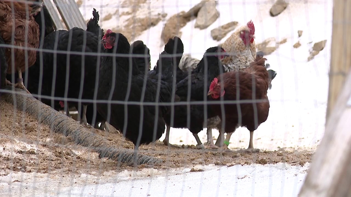 Buyers flock to local chicken farm in Luzerne Co. amid bird flu ...