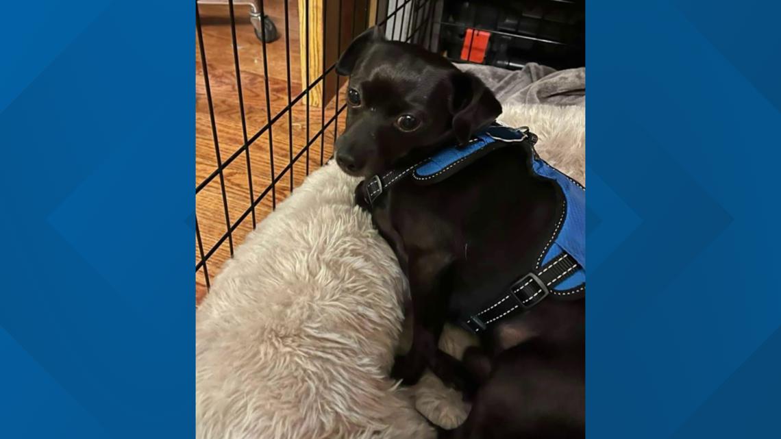 Dog hit by car in Dunmore | wnep.com