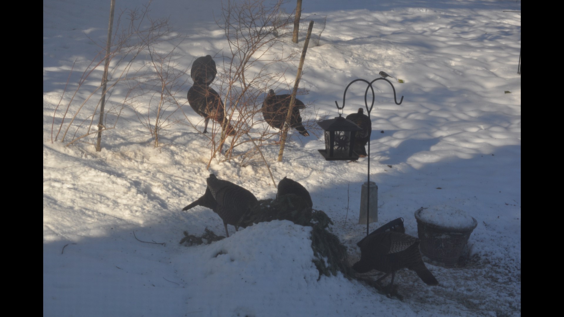 Groundhog Day Storm Slideshow 2015 | wnep.com