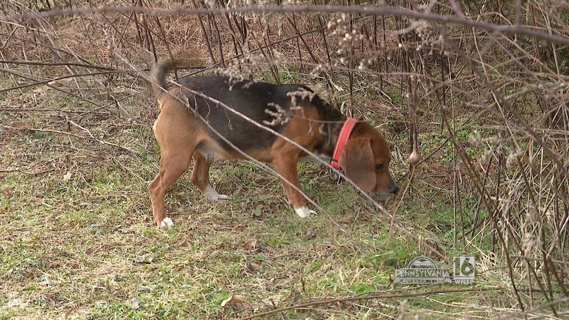 Winter Rabbit Hunt | wnep.com