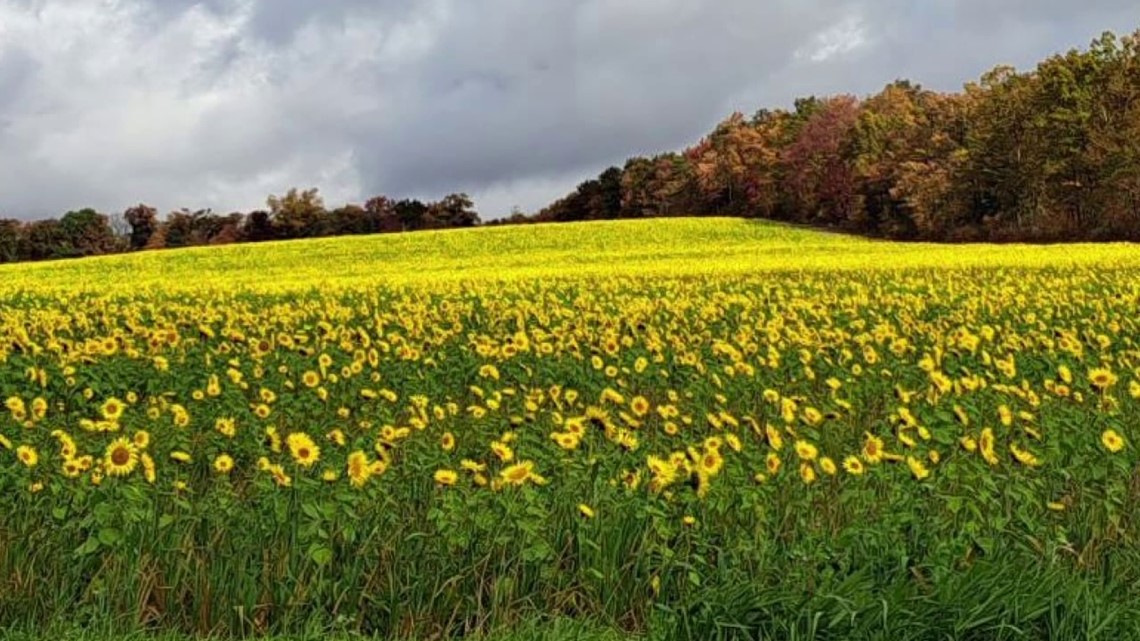 Picturesque moments | PhotoLink Library | wnep.com