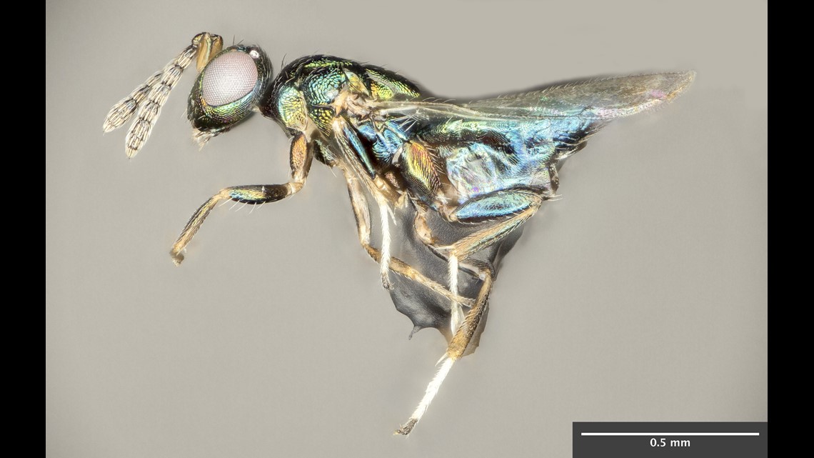 ‘Crypt-keeper’ Wasp is the Stuff of Nightmares | wnep.com