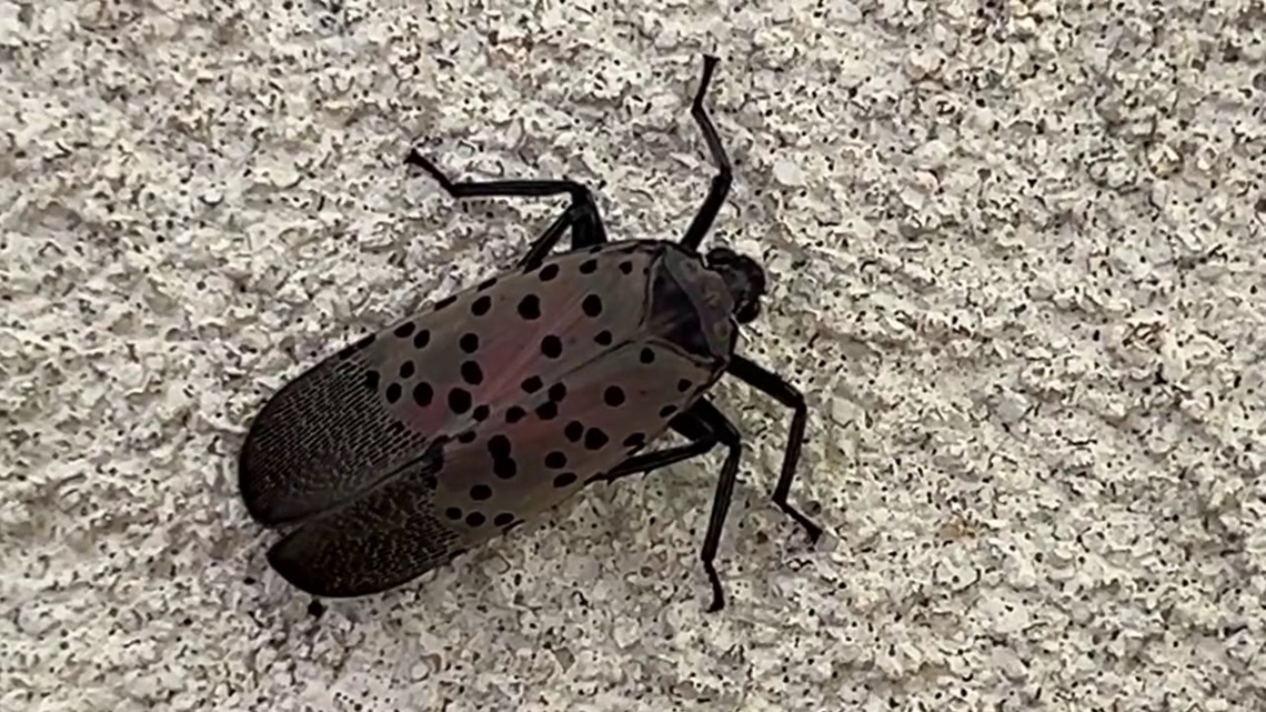 Residents urged to squash invasive spotted lanternflies to curb spread ...