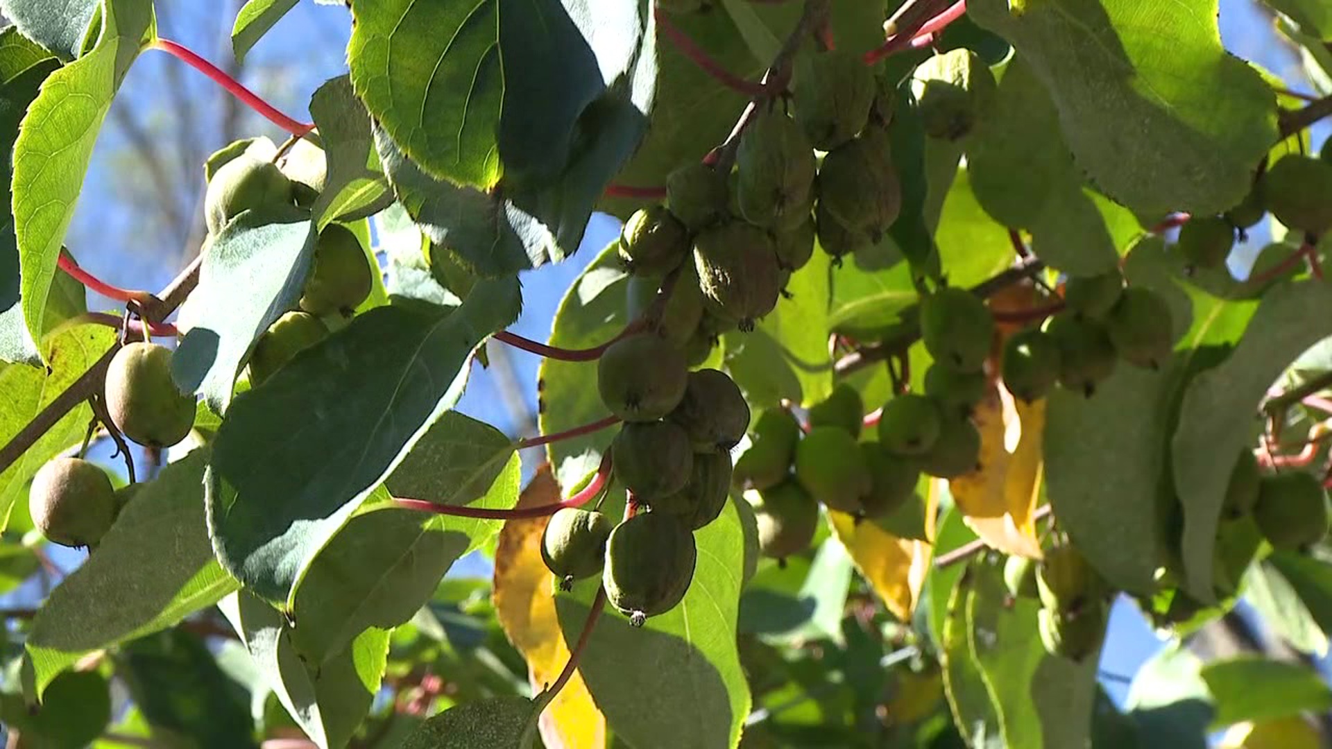 Northumberland County farmer cultivates unique kiwi berries in ...