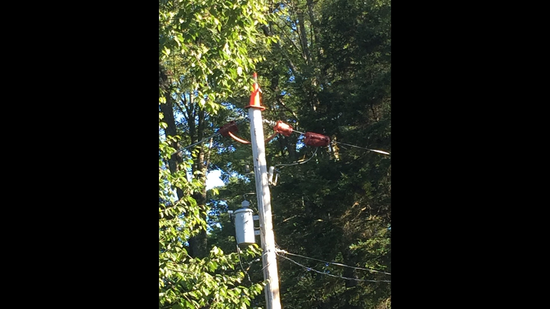 PPL Power Lines Shocking Baby Eagles | wnep.com