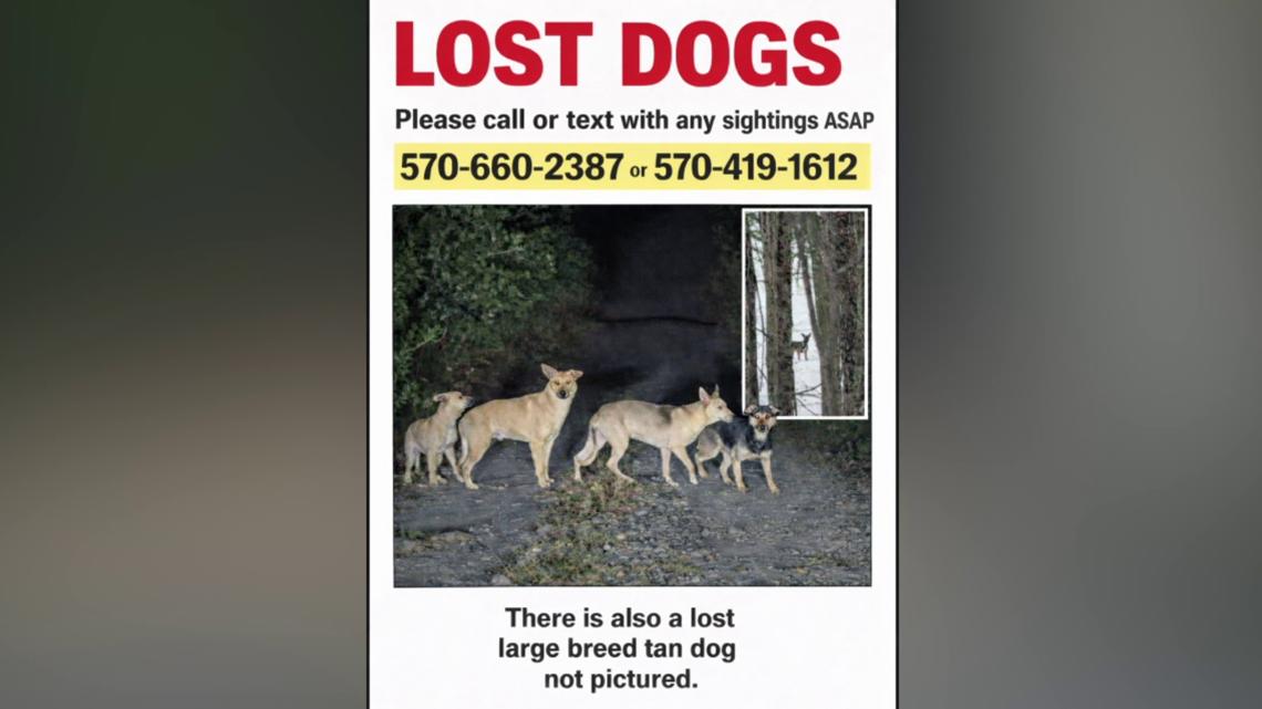 Search underway for missing dogs in Clinton County | wnep.com