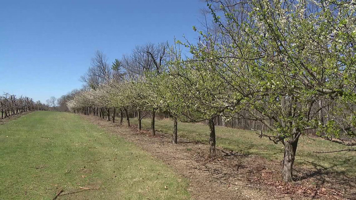 Tuesday night's freeze impacts fruit orchards in Columbia County | wnep.com