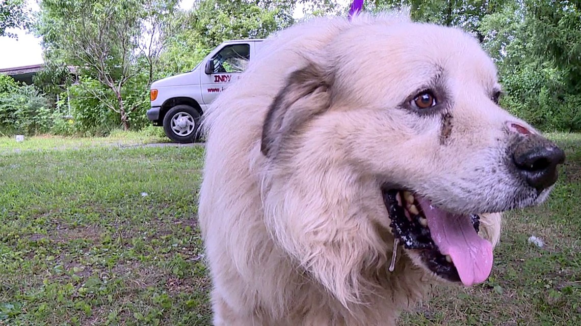 Great Pyrenees Rescued from Indiana Heat Wave is In Need of A New Home ...