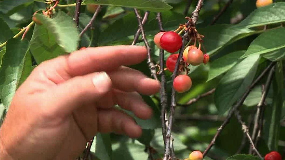 Cherry Crops ‘Picked Over’ by Tough Winter | wnep.com