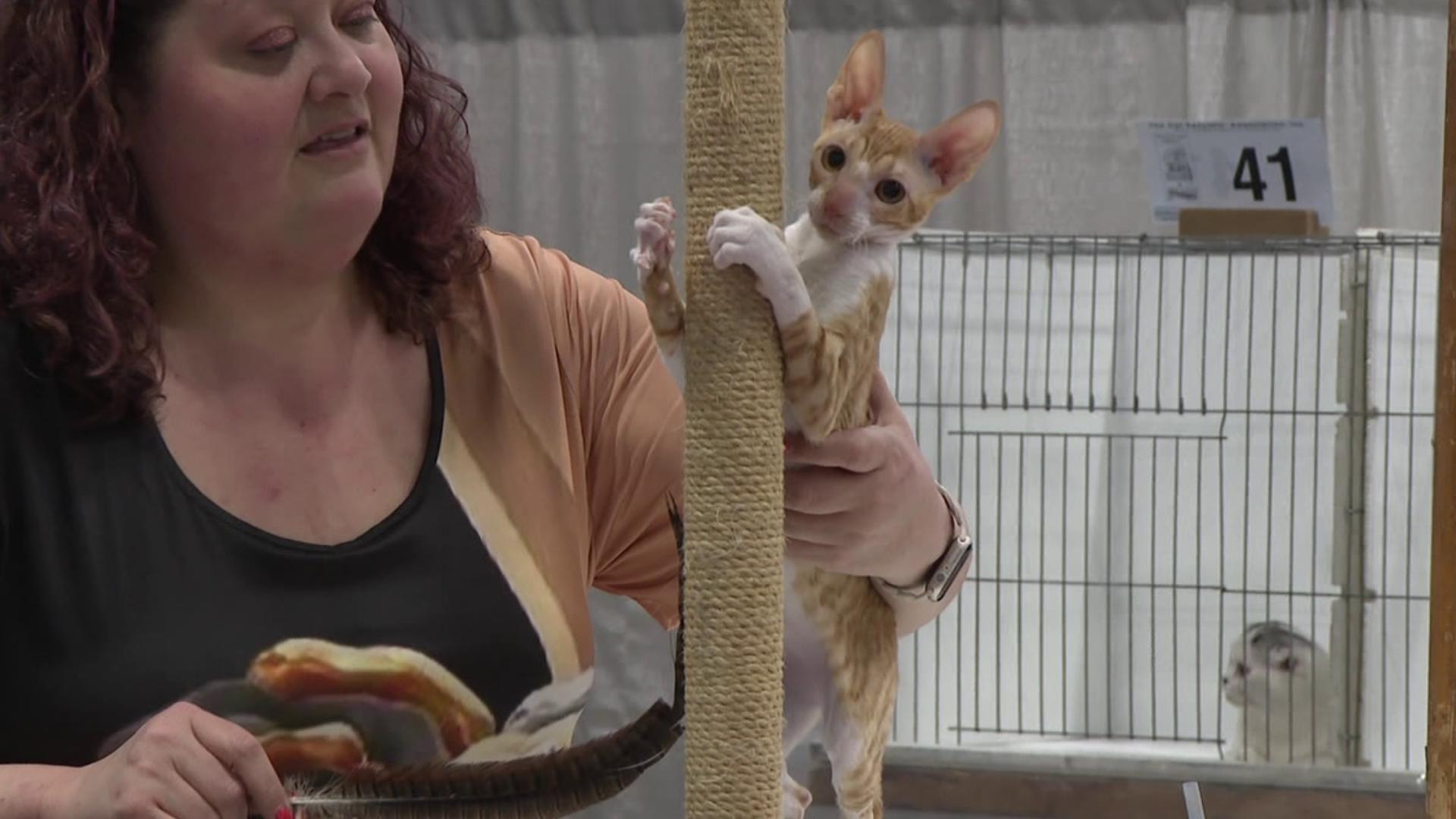 Cat extravaganza in Luzerne Co. | wnep.com