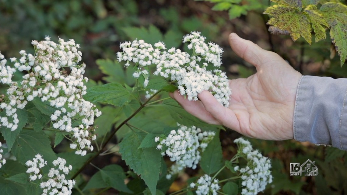 Getting rid of snakeroot | wnep.com