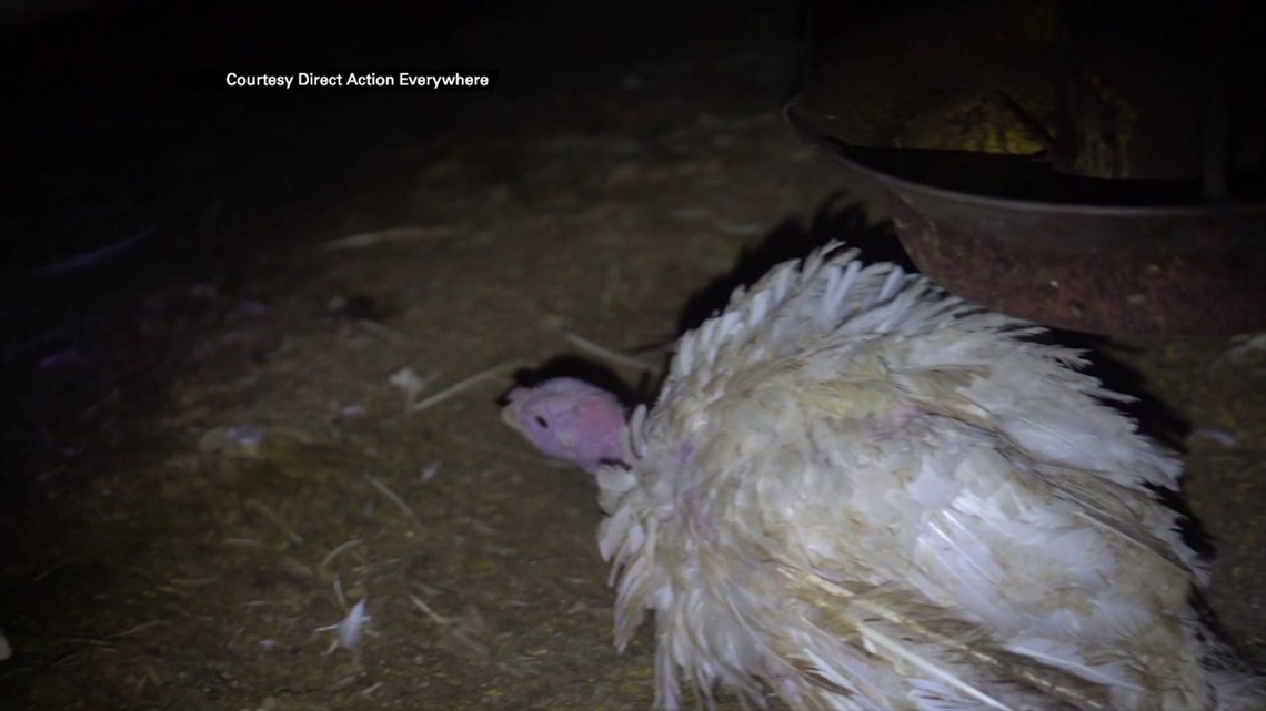 Video shows ‘horrific’ conditions at farm that sold turkeys nationwide ...