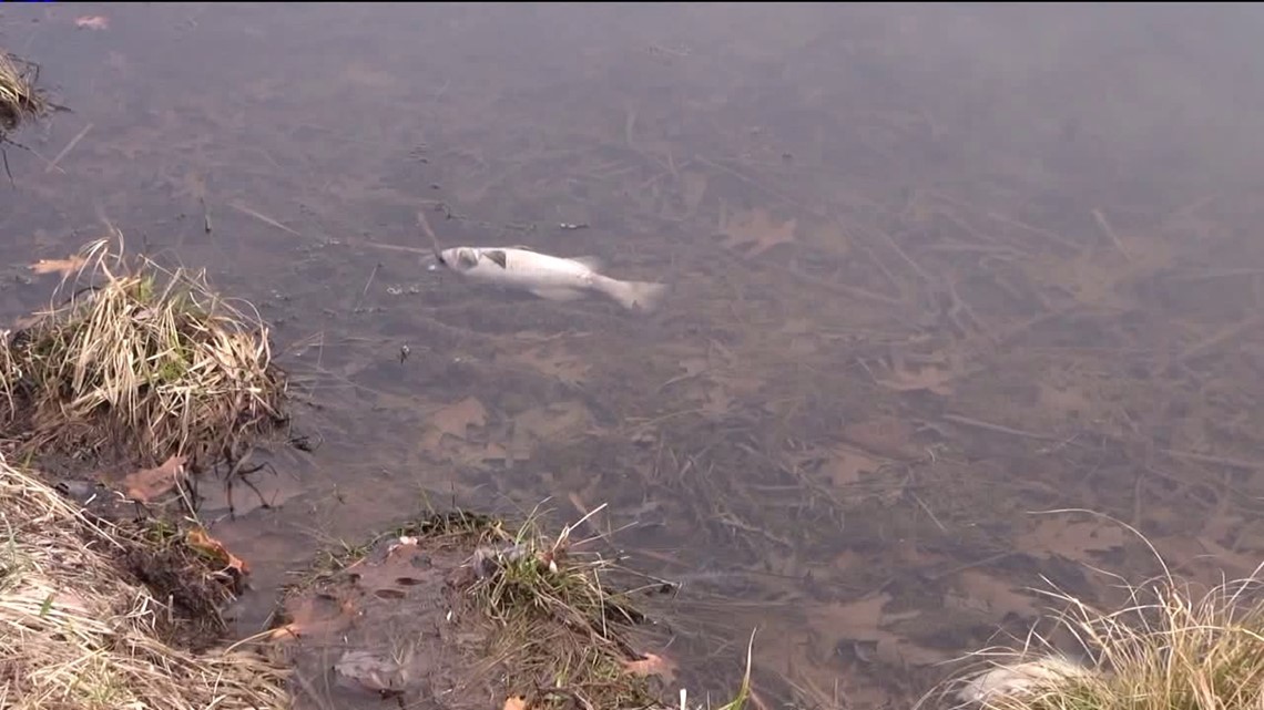 Fish Killed off by Winter | wnep.com
