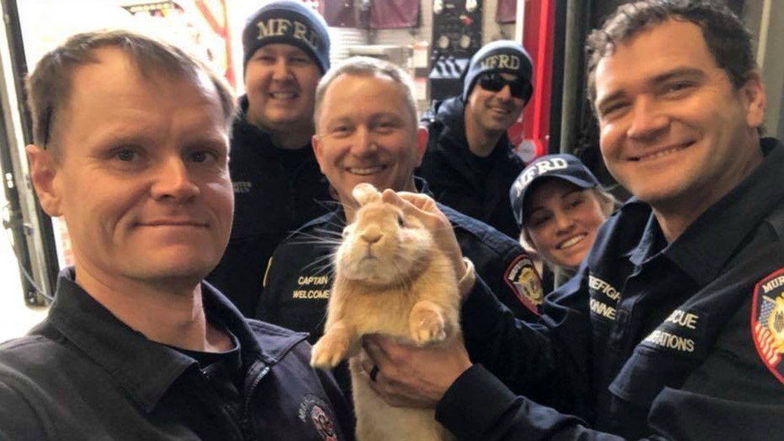 Firefighters Rescue Runaway Bunny | wnep.com