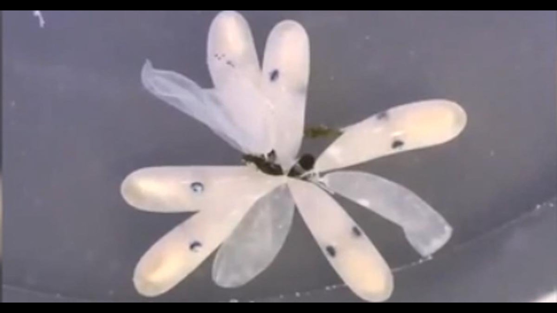 Watching a Baby Octopus Being Born Is Mesmerizing | wnep.com
