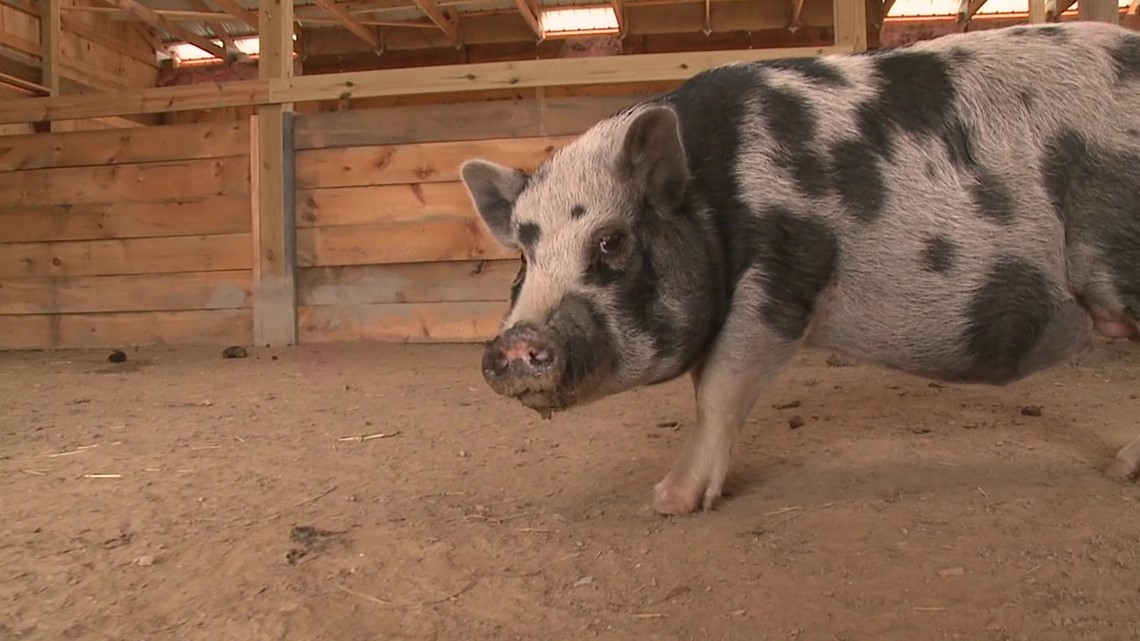 Farm animals become 'pen pals' for children | wnep.com