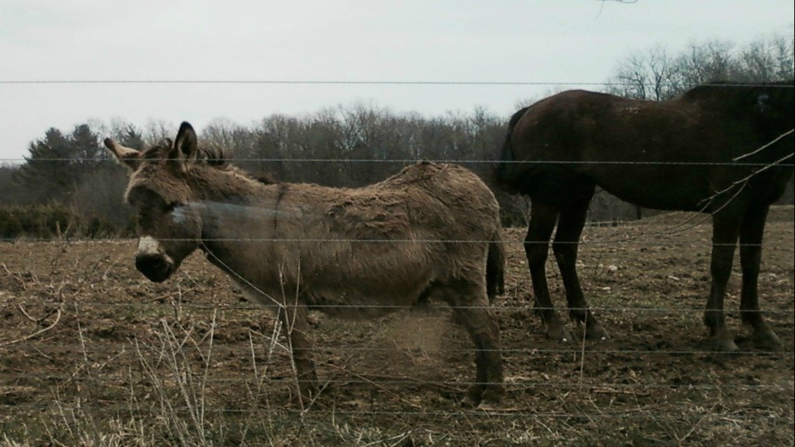Three Teens Charged With Killing Donkey | wnep.com