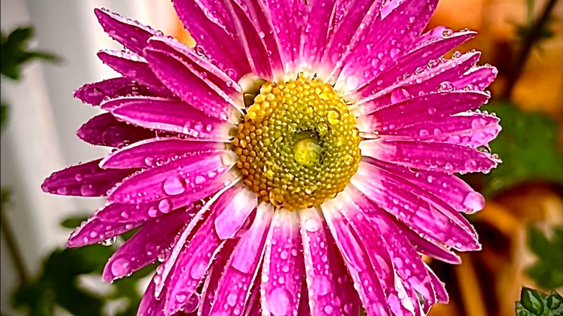 PhotoLink Library: Appreciate the precipitation | wnep.com