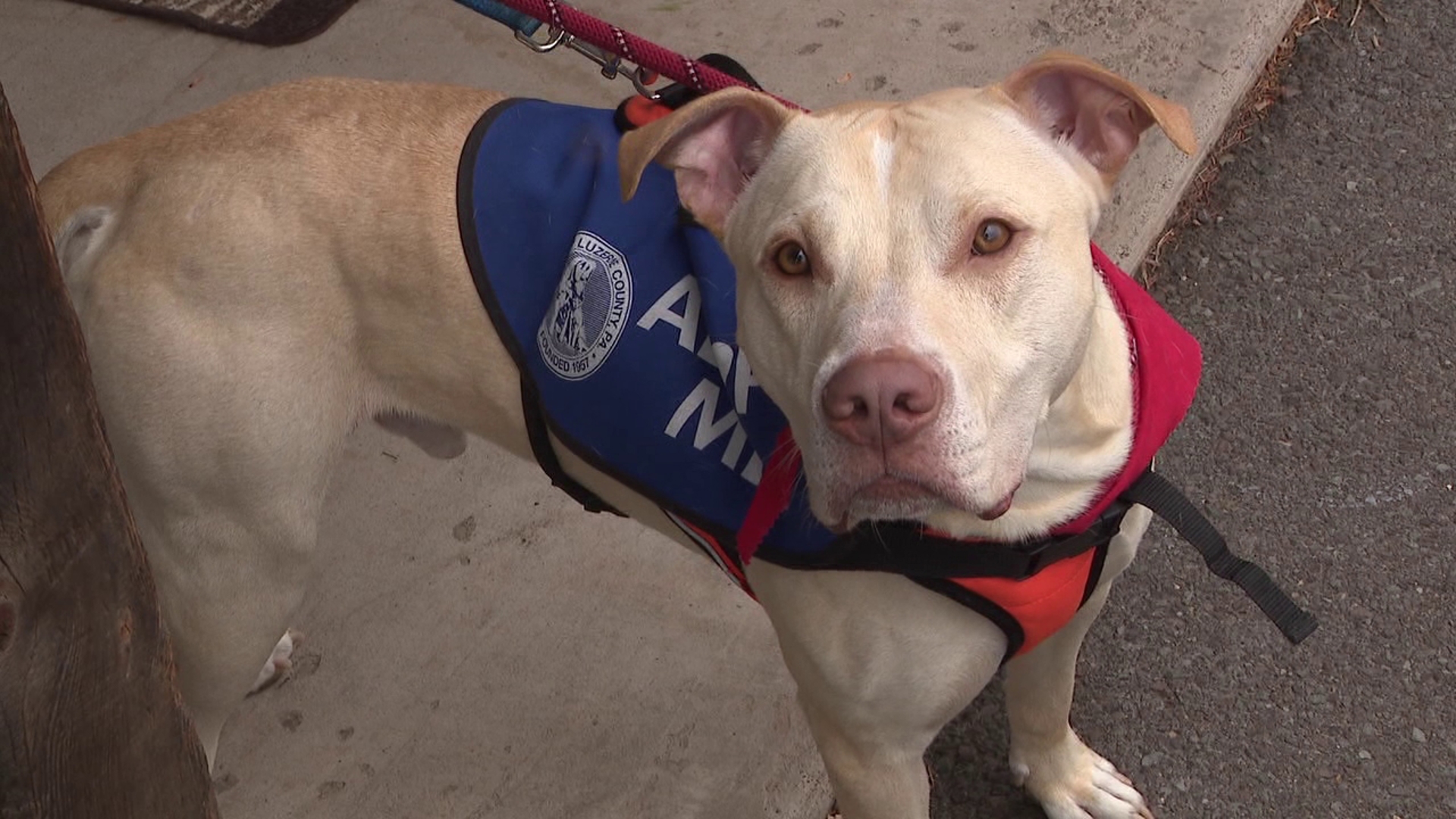 Furry adoption day in Kingston Township draws over 100 eager attendees ...