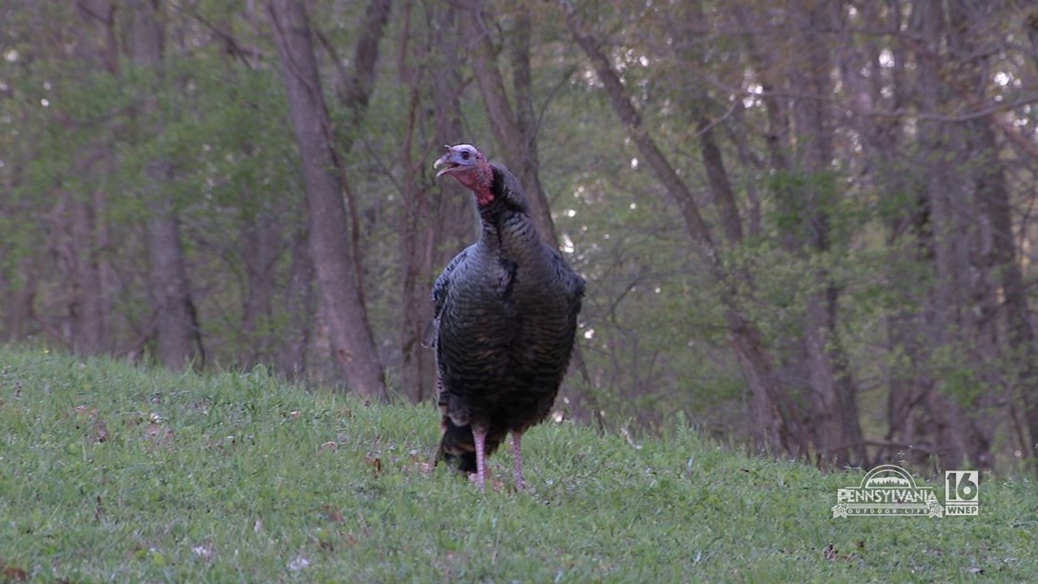 Spring Gobbler Season Advancer | wnep.com