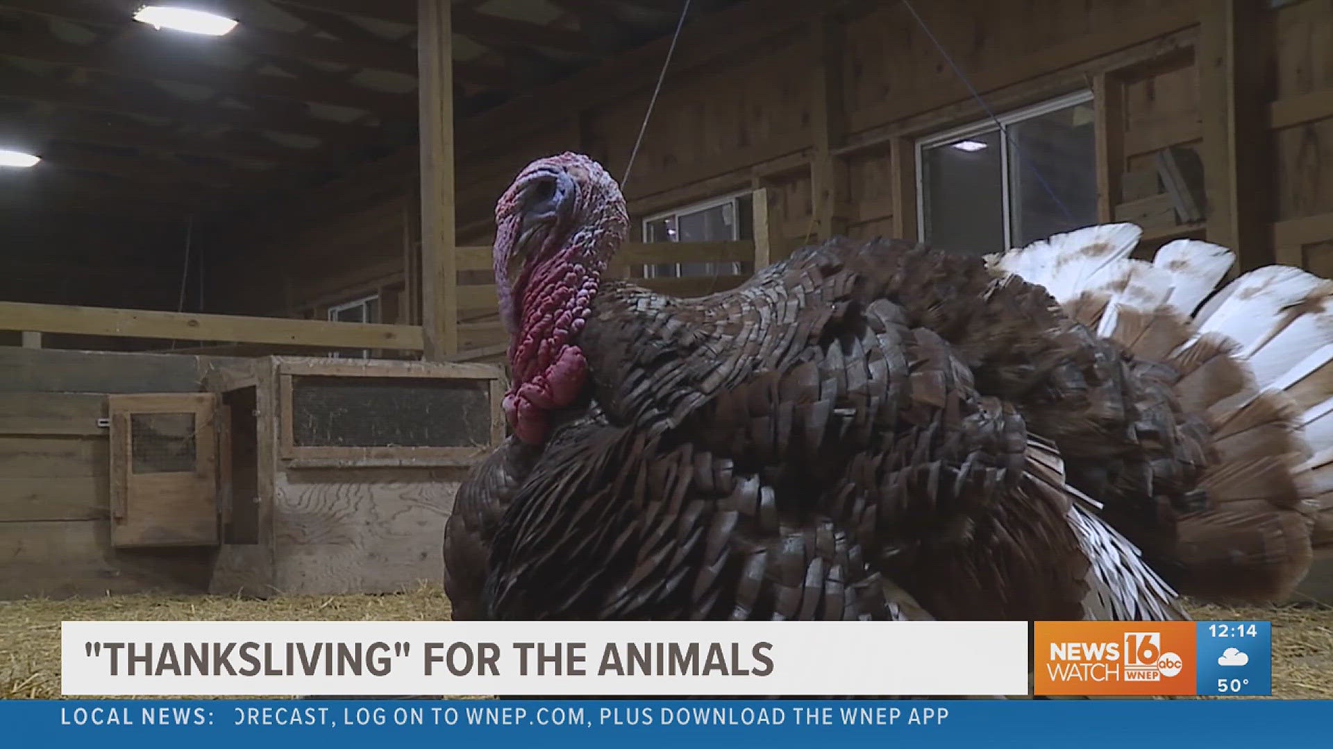 Indraloka Animal Sanctuary prepares for annual ThanksLiving event ...