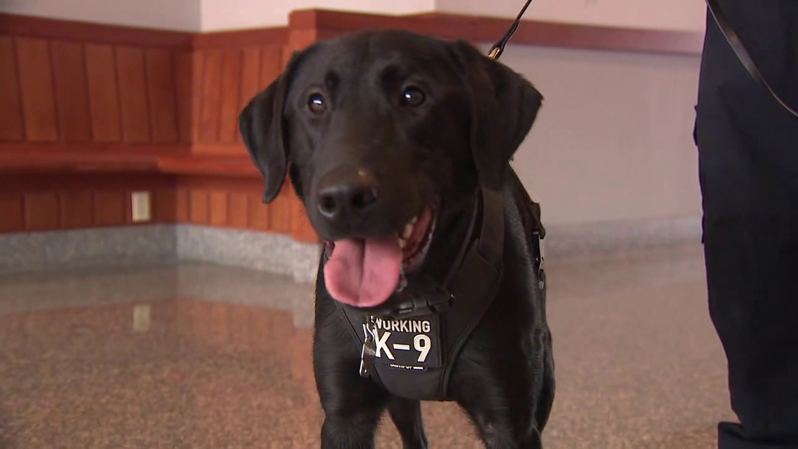 Lehigh Valley Health Network adds Weapon Detection Dogs to security ...