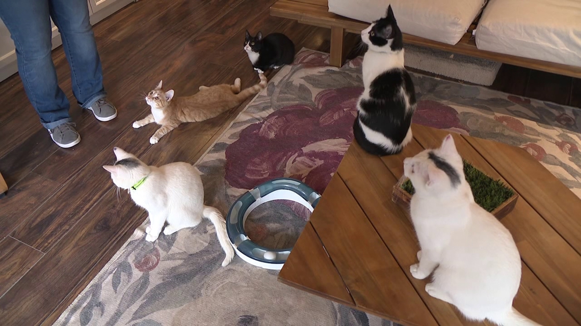 Cat rescues highlight the importance of adopting on International Cat ...