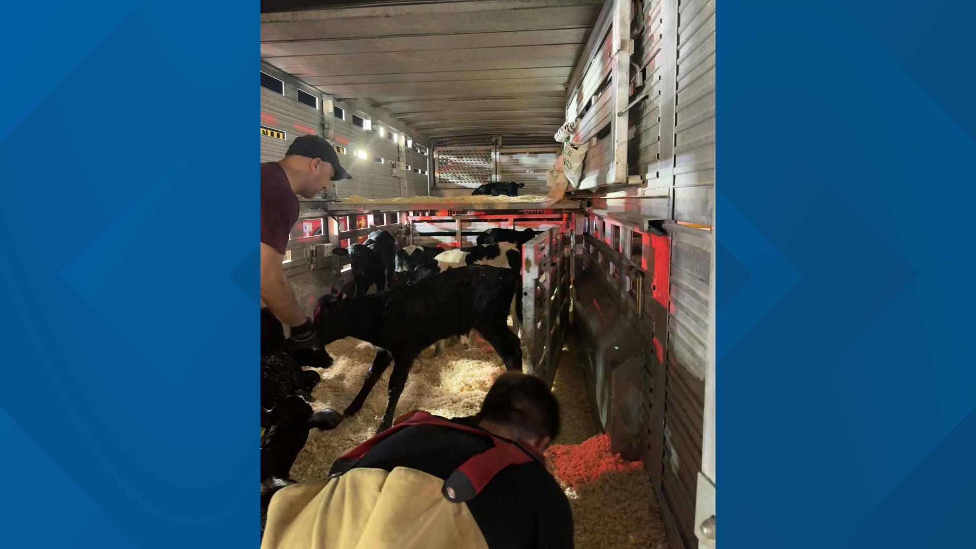 Fire crews rescue dozens of calves after crash in Snyder County | wnep.com