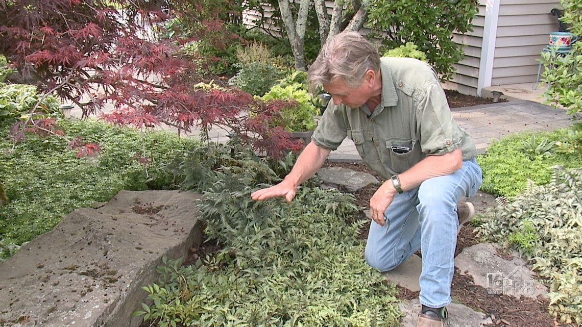 Shade Plant Alternatives To Hosta | wnep.com