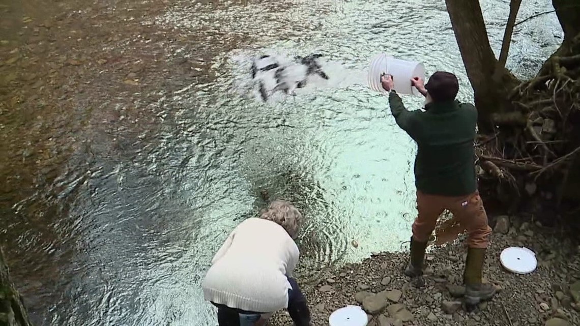 PA Fish and Boat Commission stocked trout in Sullivan County | wnep.com