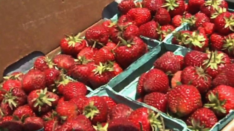 Strawberry Season Is Back and so Is Styer’s Farm | wnep.com