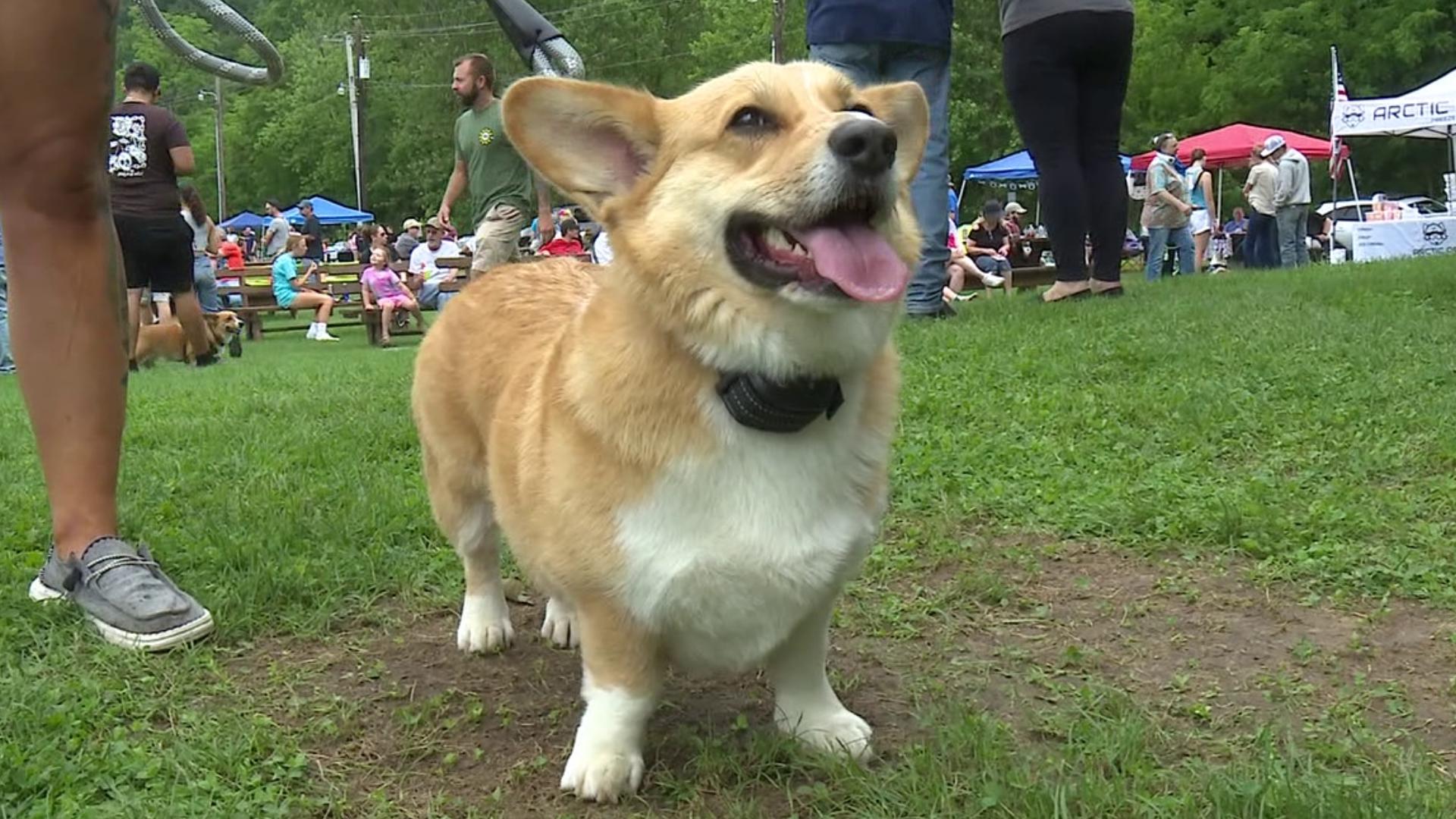 Furry contestants take center stage at Catawissa corgi race | wnep.com